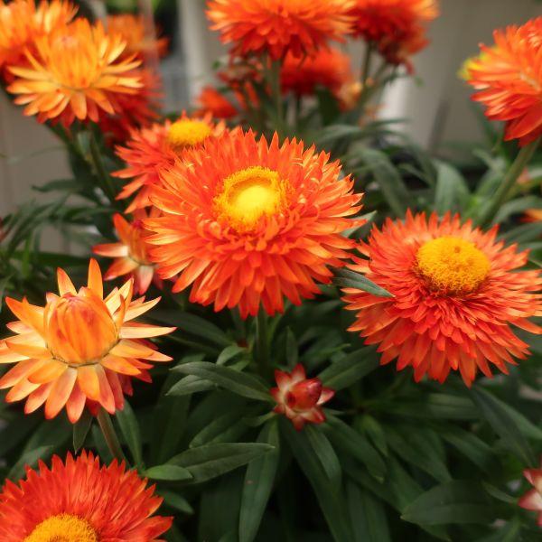 華やかな色合いで庭を明るくするヘリクリサムの品種です。育てやすく、寒さに強いです。サイズ：3寸鉢※写真は見本です。実際のお届けの苗と大きさや姿が異なることがございます。※花はついておりません。※登録品種につき、販売目的での増殖は禁じられてお...