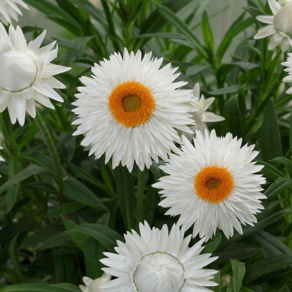 華やかな色合いで庭を明るくするヘリクリサムの品種です。育てやすく、寒さに強いです。サイズ：3寸鉢※写真は見本です。実際のお届けの苗と大きさや姿が異なることがございます。※花はついておりません。※登録品種につき、販売目的での増殖は禁じられてお...