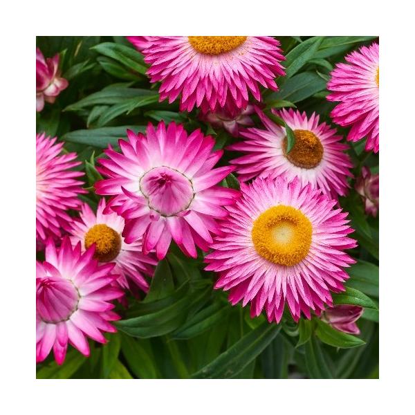 華やかな色合いで庭を明るくするヘリクリサムの品種です。育てやすく、寒さに強いです。サイズ：3寸鉢※写真は見本です。実際のお届けの苗と大きさや姿が異なることがございます。※花はついておりません。※登録品種につき、販売目的での増殖は禁じられてお...