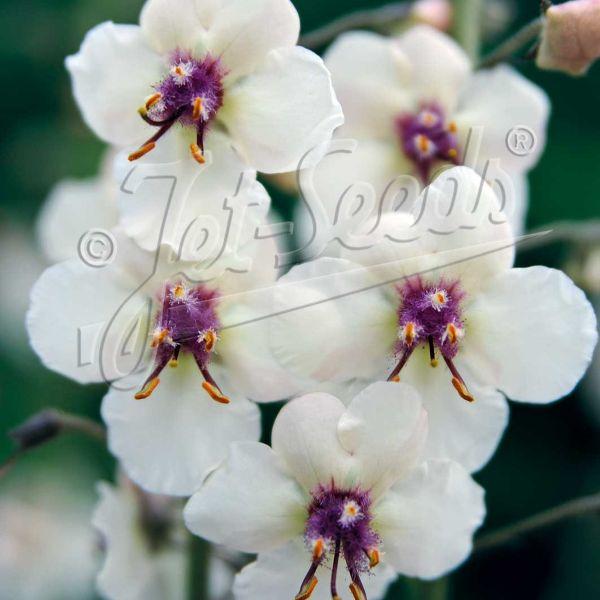 切り花としても使用できる背が高くなる品種です。花壇や畑、鉢植えの場合は支柱が必要になります。寒さには非常に強いです。サイズ：3寸鉢※写真は見本です。実際のお届けの苗と大きさや姿が異なることがございます。※季節により葉の色が濃くなったり薄くな...