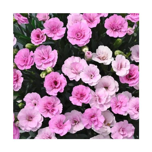 小輪、多花性でかわいらしい花色のダイアンサスです。株は立性で寄せ植えにもオススメです。春から晩秋まで長期間花を楽しめる品種になります。株はコンパクトにまとまり、ボリュームのある草姿になります。サイズ：3寸鉢（写真3枚目参照）※写真は見本です...