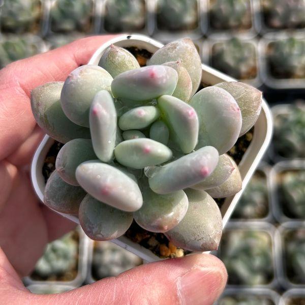 海外から輸入の多肉植物です。当農場がカット苗を発根し、鉢上げしたものをお送りします。サイズ：2.5寸鉢※写真は見本です。実際のお届けの苗と大きさ、姿が異なることがございます。※子が付いている写真の場合は子が付いていないものが届くことがありま...
