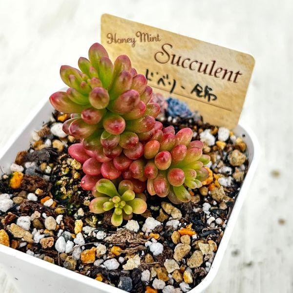 海外から輸入の多肉植物です。葉が赤くベリーのような形が特徴です。薬斑ではありません。虹の玉によく似た多肉植物ですが、節間が短く、コンパクトな可愛い多肉です。サイズ：2.5寸鉢※写真は見本です。実際のお届けの苗と大きさや姿が異なることがござい...