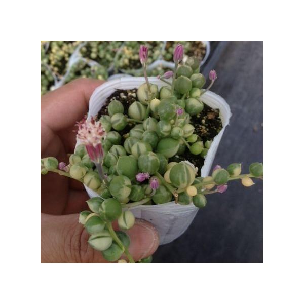 ネックレスのようにどんどん伸びてかわいらしい植物です。垂らすように植えるとなんとも言えない美しさがあります。寄せ植えのアクセントとしてお使いください。サイズ：2.5寸鉢※写真は見本です。実際のお届けの苗と大きさ、姿が異なることがございます。