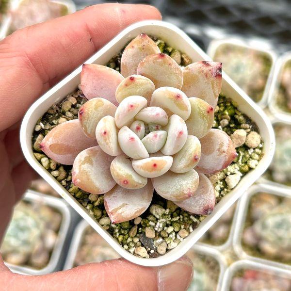 海外から輸入のエケベリアです。当農場がカット苗を発根し、鉢上げしたものをお送りします。サイズ：2.5寸鉢※写真は見本です。実際のお届けの苗と大きさや姿が異なることがございます。※子が付いている写真の場合は子が付いていないものが届くことがあり...