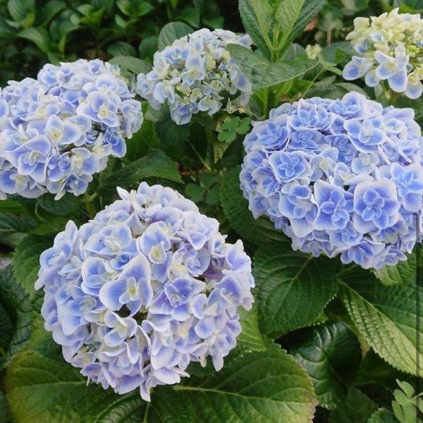 この品種は豪華な八重手毬咲きの白覆輪品種で、花つきがよく丈夫です。酸性度により、花の色味は異なります直射日光を避ければ植栽も可能です。【※重要　花色について】ハイドランジアは、一般的に土壌が酸性だと青色のアジサイが咲き、土壌がアルカリ性より...