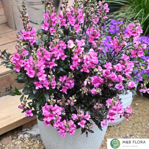 バイカラーの鮮やかな花とブロンズ色の葉が美しい品種です。サイズ：3寸鉢（写真2枚目参照）※写真は見本です。実際のお届けの苗と大きさや姿が異なることがございます。※花はついておりません。※登録品種につき、販売目的での増殖は禁じられております。