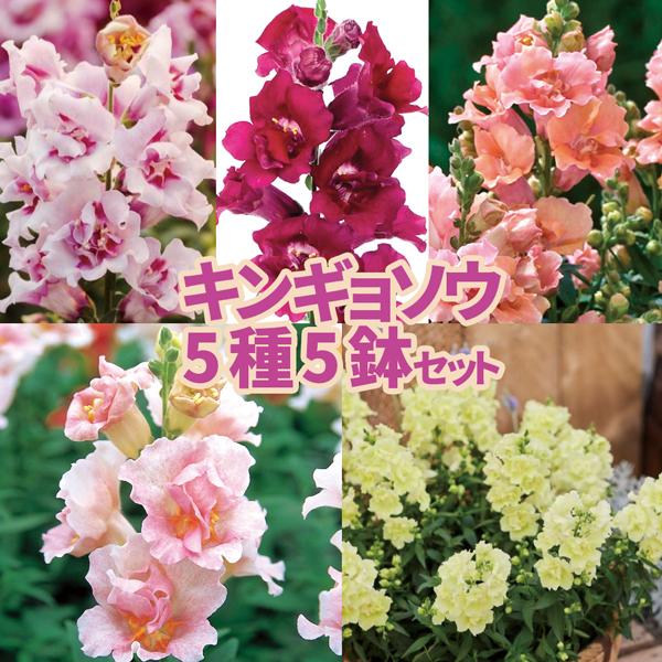 八重咲きキンギョソウトゥイニーシリーズ5種類各1鉢　計5鉢のセットです。≪3月15日14時より販売≫＜セット内容＞・レモン・オーキッド・バイオレット・アップルブロッサム・ピーチ切り花で人気の半〜八重咲きタイプの中高性品種です。一般的な金魚草...