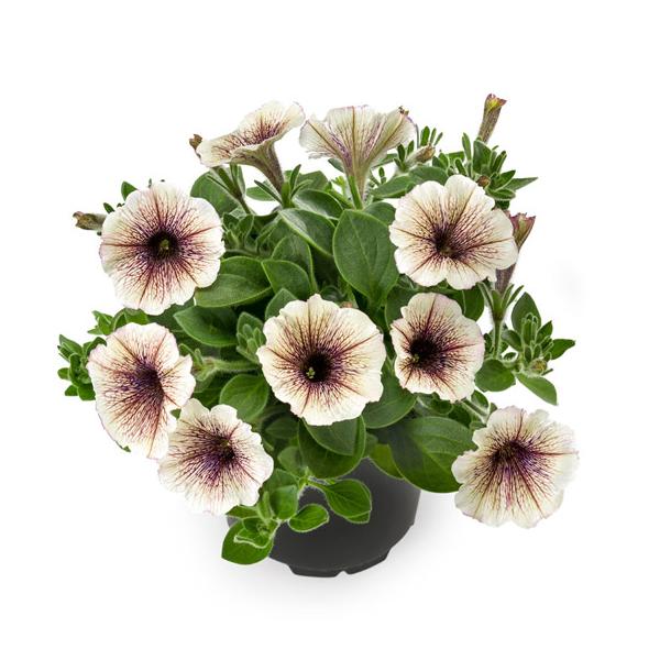 ユニークな花色で花弁も強く、雨風にも負けず元気に咲きます。夏の花壇を彩るのに欠かせないお花です。サイズ：3寸鉢（写真2枚目参照）※写真は見本です。実際のお届けの苗と大きさや姿が異なることがございます。※花はついておりません。※季節によっては...