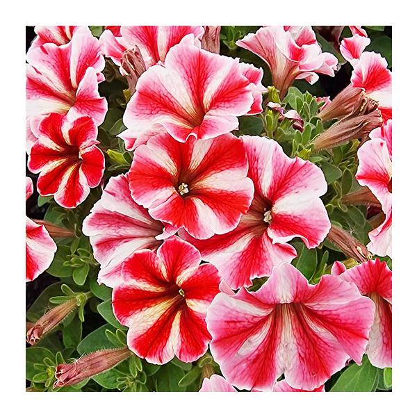 一般的なペチュニアに比べて分枝が多く、花も強く雨に強いです。花も多く、夏にも強く、普通のペチュニアとは桁外れのペチュニアです！冬に非常に強く、冬越しをします。サイズ：3寸鉢（写真2枚目参照）※写真は見本です。実際のお届けの苗と大きさや姿が異...