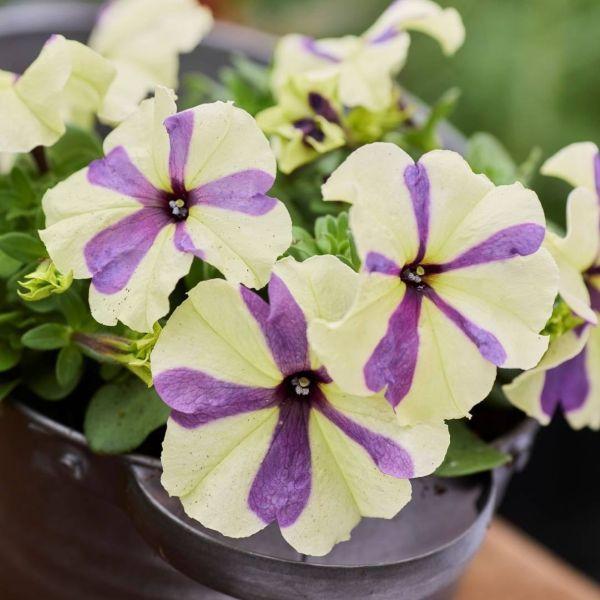 1株で花色やパターンの変化が楽しめるユニークなタイプのペチュニアです。夏の花壇を彩るのに欠かせないお花です。サイズ：3寸鉢（写真2枚目参照）※写真は見本です。実際のお届けの苗と大きさや姿が異なることがございます。※花はついておりません。※季...