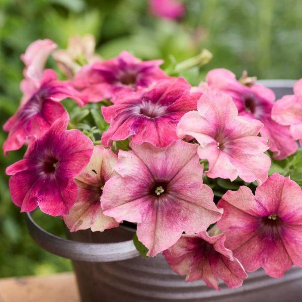 1株で花色やパターンの変化が楽しめるユニークなタイプのペチュニアです。夏の花壇を彩るのに欠かせないお花です。サイズ：3寸鉢（写真2枚目参照）※写真は見本です。実際のお届けの苗と大きさや姿が異なることがございます。※花はついておりません。※季...