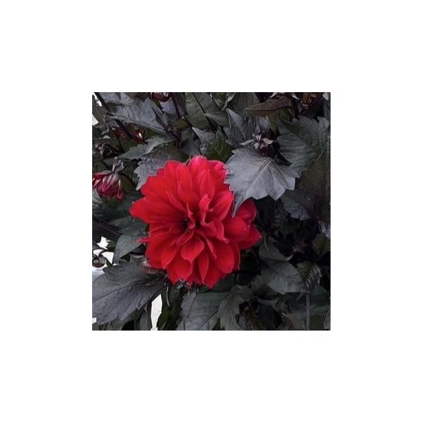 発色が鮮やかで花が可愛らしい大輪タイプのダリアです。花上がりもとても素晴らしく、春、秋と花を長く楽しむことができます。また、この品種は分枝もよく、花がたくさん咲きます。サイズ：3寸鉢（写真3枚目参照）※写真は見本です。実際のお届けの苗と大き...