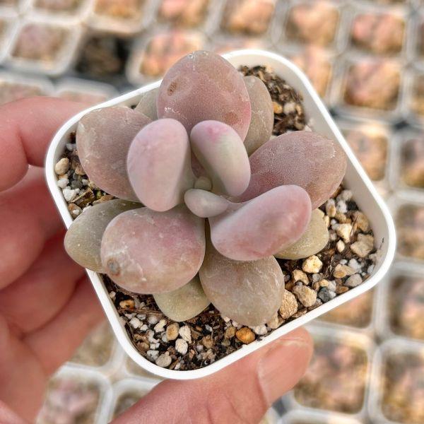 海外から輸入の多肉植物です。当農場がカット苗を発根し、鉢上げしたものをお送りします。サイズ：2.5寸鉢※写真は見本です。実際のお届けの苗と大きさ、姿が異なることがございます。※子が付いている写真の場合は子が付いていないものが届くことがありま...