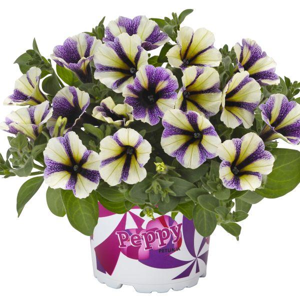 DummenOrange社が開発したストライプ模様が特徴のペチュニアです。生育旺盛で夏の花壇を彩るのに欠かせないお花です。サイズ：3寸鉢（写真2枚目参照）※写真は見本です。実際のお届けの苗と大きさや姿が異なることがございます。※花はついてお...