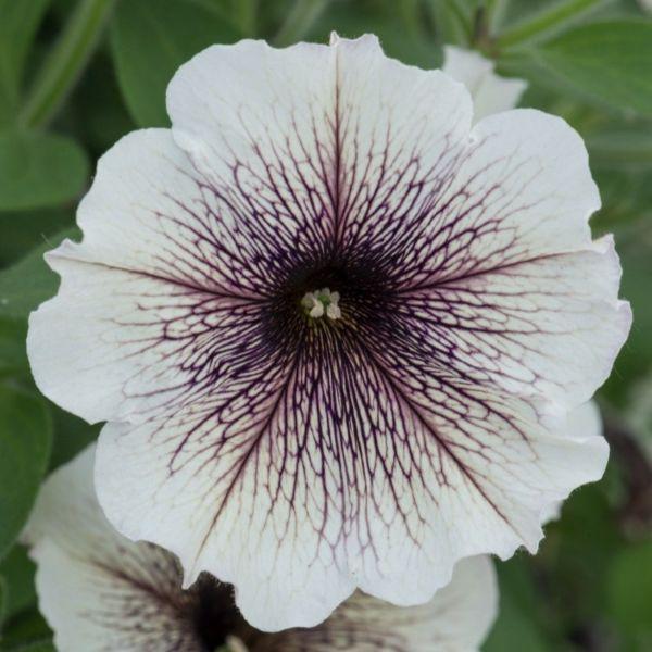 一般的なペチュニアに比べて分枝が多く、花も強く雨に強いです。草姿、花色、花形も多様なバリエーションが魅力で、暑さ、乾燥にも強く、夏の花壇を彩るのに欠かせないお花です。サイズ：3寸鉢（写真3枚目参照）※写真は見本です。実際のお届けの苗と大きさ...