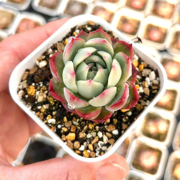 海外から輸入のエケベリアです。当農場がカット苗を発根し、鉢上げしたものをお送りします。サイズ：2.5寸鉢※写真は見本です。実際のお届けの苗と大きさや姿が異なることがございます。※子が付いている写真の場合は子が付いていないものが届くことがあり...