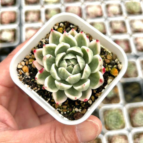 海外から輸入のエケベリアです。当農場がカット苗を発根し、鉢上げしたものをお送りします。サイズ：2.5寸鉢※写真は見本です。実際のお届けの苗と大きさや姿が異なることがございます。※子が付いている写真の場合は子が付いていないものが届くことがあり...