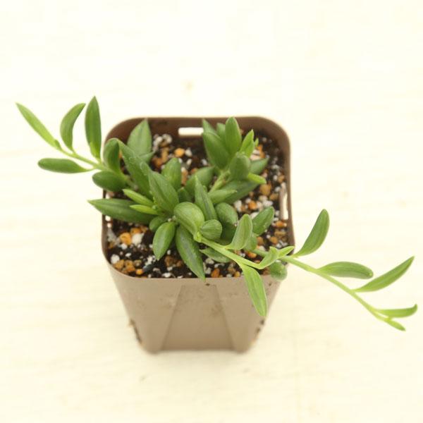 ネックレスのようにどんどん伸びてかわいらしい植物です。垂らすように植えるとなんとも言えない美しさがあります。多肉植物の寄せ植えにも最適です！サイズ：2.5寸鉢※写真は見本です。実際のお届けの苗と大きさや姿が異なることがございます。
