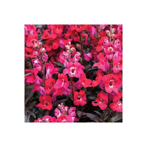 銅葉とチェリーレッドの花のコントラストが美しい金魚草です。サイズ：3寸鉢（写真2枚目参照）※写真は見本です。実際のお届けの苗と大きさや姿が異なることがございます。※花はついておりません。