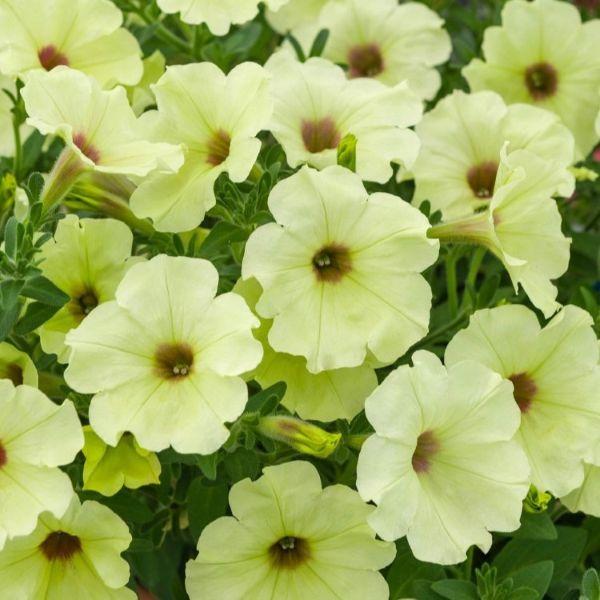 一般的なペチュニアに比べて分枝が多く、花も強く雨に強いです。草姿、花色、花形も多様なバリエーションが魅力で、暑さ、乾燥にも強く、夏の花壇を彩るのに欠かせないお花です。サイズ：3寸鉢（写真3枚目参照）※写真は見本です。実際のお届けの苗と大きさ...