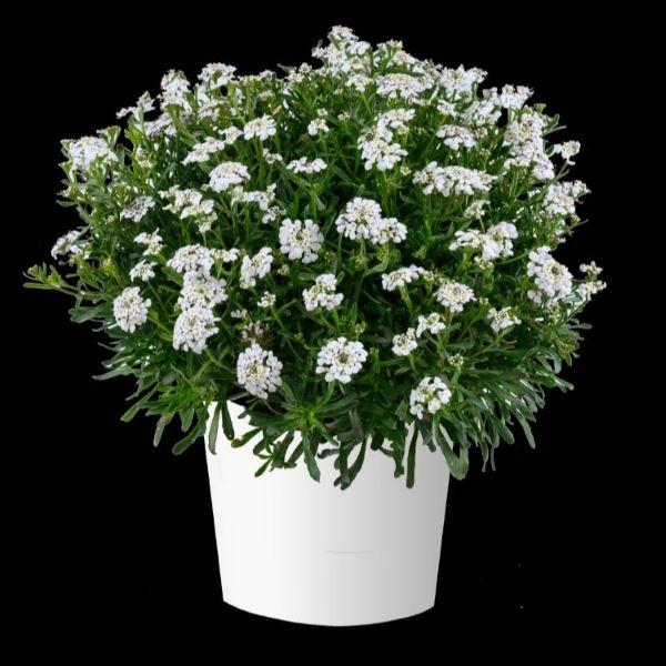 白くてかわいらしい花を咲かせます。サイズ：3寸鉢（写真2枚目参照）※写真は見本です。実際のお届けの苗と大きさや姿が異なることがございます。※花はついておりません。※登録品種につき、販売目的での増殖は禁じられております。