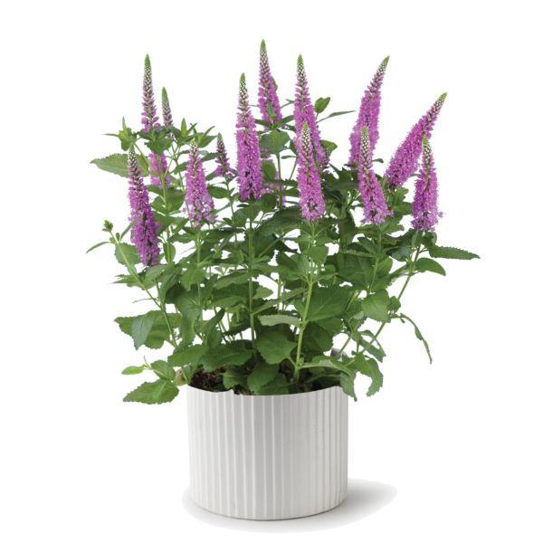 長い花穂が特徴のベロニカです。比較的長く花を楽しめる点が魅力です。サイズ：3寸鉢※写真は見本です。実際のお届けの苗と大きさや姿が異なることがございます。※花はついておりません。※登録品種につき、販売目的での増殖は禁じられております。