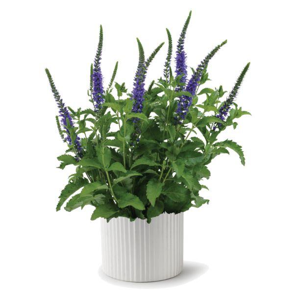 長い花穂が特徴のベロニカです。比較的長く花を楽しめる点が魅力です。サイズ：3寸鉢※写真は見本です。実際のお届けの苗と大きさや姿が異なることがございます。※花はついておりません。※登録品種につき、販売目的での増殖は禁じられております。