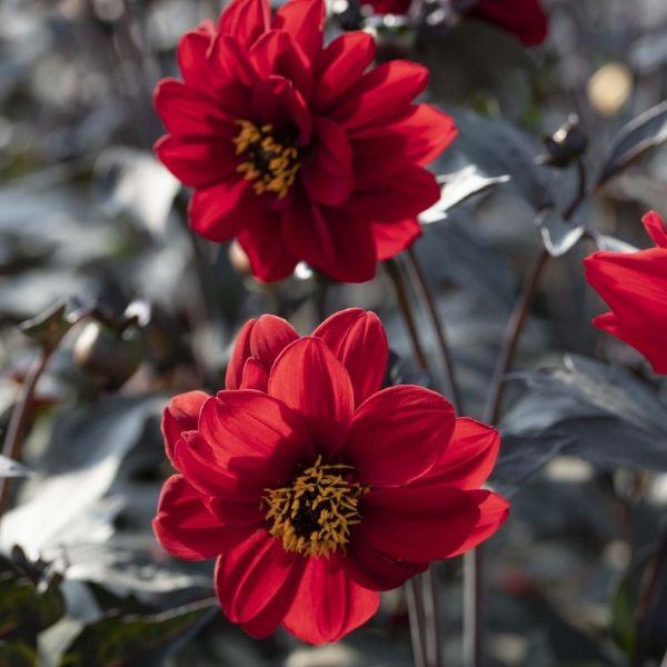 銅葉で真っ赤な花色が特徴的なダリアです。半八重咲きから八重咲きまで様々で、花付きも抜群です。濃い葉を背景に鮮やかな花々が映え、庭植えはもちろん、鉢植えや花壇にも最適です。サイズ：3寸鉢（写真3枚目参照）※写真は見本です。実際のお届けの苗と大...