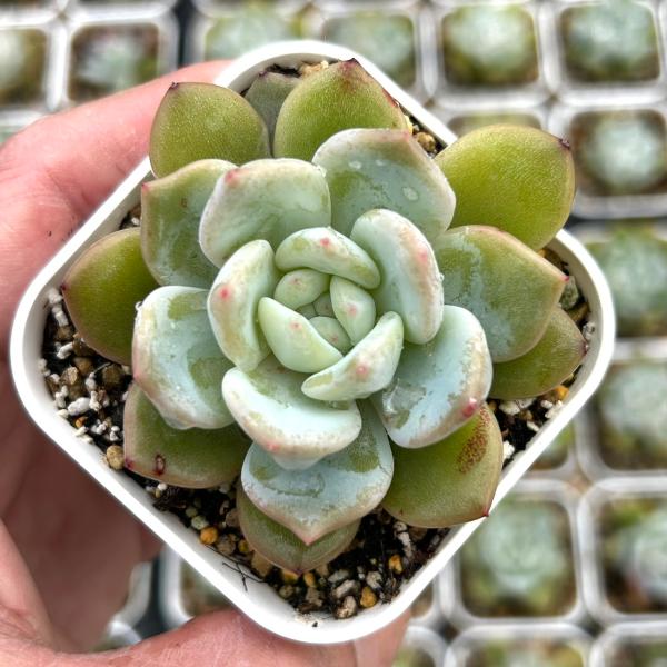 海外から輸入のエケベリアです。当農場がカット苗を発根し、鉢上げしたものをお送りします。サイズ：2.5寸鉢※写真は見本です。実際のお届けの苗と大きさや姿が異なることがございます。※子が付いている写真の場合は子が付いていないものが届くことがあり...