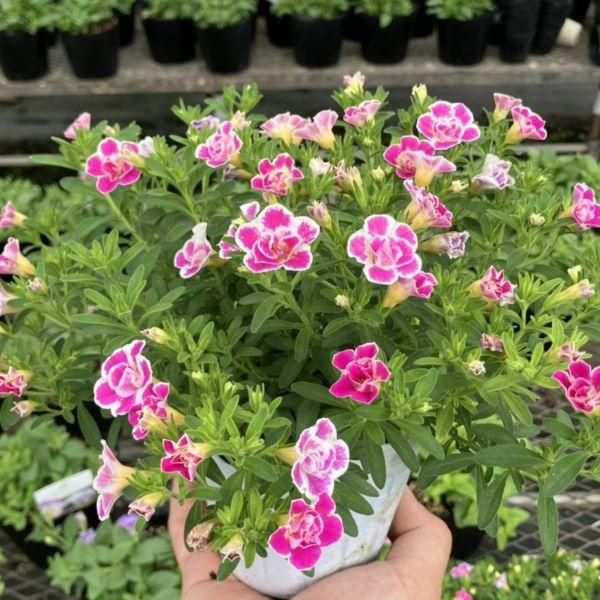 花日和さんが改良した品種になります。環境によって白とピンクの割合が変化する品種です。ドーム型にふわっと育ちます。サイズ：3寸鉢※写真は見本です。実際のお届けの苗と大きさや姿が異なることがございます。季節により色の幅があります。※花はついてお...