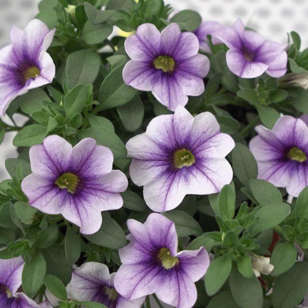 一重咲きのカリブラコアです。一般的なものに比べて、品種改良されており、分枝が多くコンパクトで育てやすい品種です。サイズ：3寸鉢（写真3枚目参照）※写真は見本です。実際のお届けの苗と大きさや姿が異なることがございます。季節により色の幅がありま...