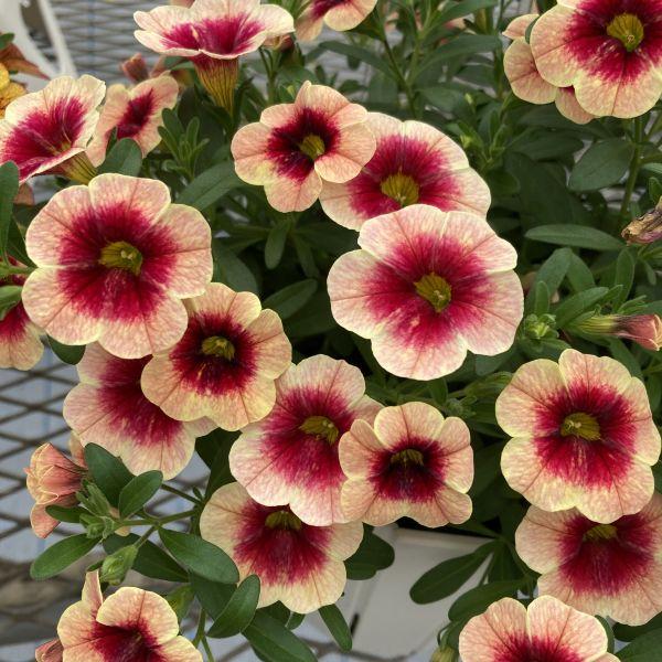 一重咲きのカリブラコアです。花つきが良く、丈夫で育てやすい品種です。サイズ：3寸鉢（写真3枚目参照）※写真は見本です。実際のお届けの苗と大きさや姿が異なることがございます。季節により色の幅があります。※登録品種につき、販売目的での増殖は禁じ...