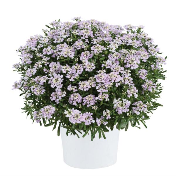 かわいらしい花を咲かせます。サイズ：3寸鉢（写真2枚目参照）※写真は見本です。実際のお届けの苗と大きさや姿が異なることがございます。※花はついておりません。※登録品種につき、販売目的での増殖は禁じられております。