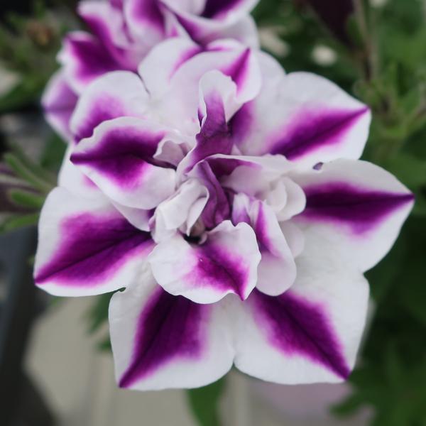 ユニークな花色が魅力的なペチュニアです。草姿、花色、花形も多様なバリエーションが魅力で、暑さ、乾燥にも強く、夏の花壇を彩るのに欠かせないお花です。サイズ：3寸鉢（写真4枚目参照）※写真は見本です。実際のお届けの苗と大きさや姿が異なることがご...