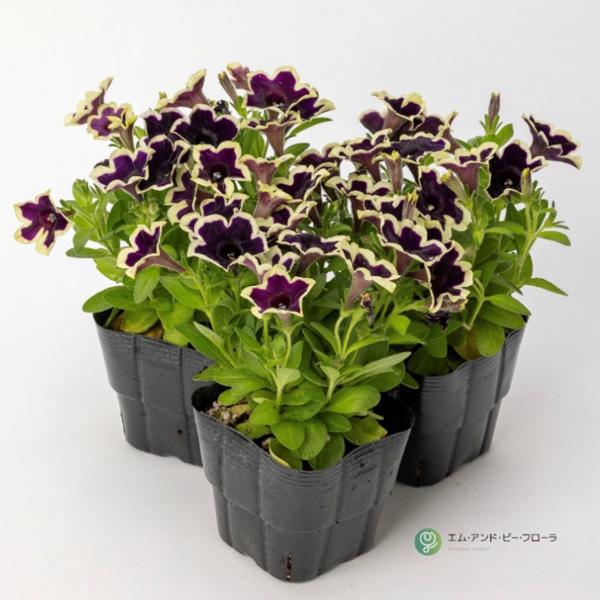 一般的なペチュニアに比べて分枝が多く、花も強く雨に強いです。草姿、花色、花形も多様なバリエーションが魅力で、暑さ、乾燥にも強く、夏の花壇を彩るのに欠かせないお花です。サイズ：3寸鉢（写真2枚目参照）※写真は見本です。実際のお届けの苗と大きさ...