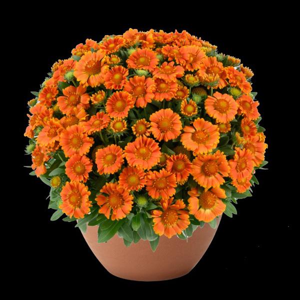 ダンジガー社のガイラルディアです。暑さに強く、大輪の美しい花を長期間咲かせます。育てやすい品種です。サイズ：3寸鉢（写真2枚目参照）※写真は見本です。実際のお届けの苗と大きさや姿が異なることがございます。※花はついておりません。※登録品種に...