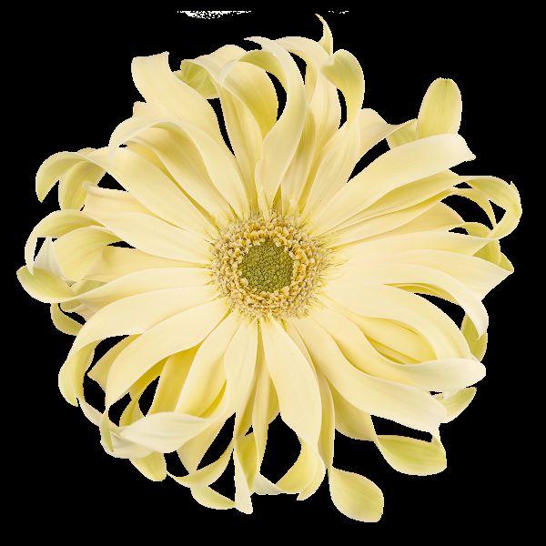 大輪の花が咲き、切り花として利用できる人気の品種です。カールしている花びらが特徴で、普通のまっすぐなガーベラよりも、動きのある表情になります。サイズ：3寸鉢（写真2枚目参照）※写真は見本です。実際のお届けの苗と大きさや姿が異なることがござい...