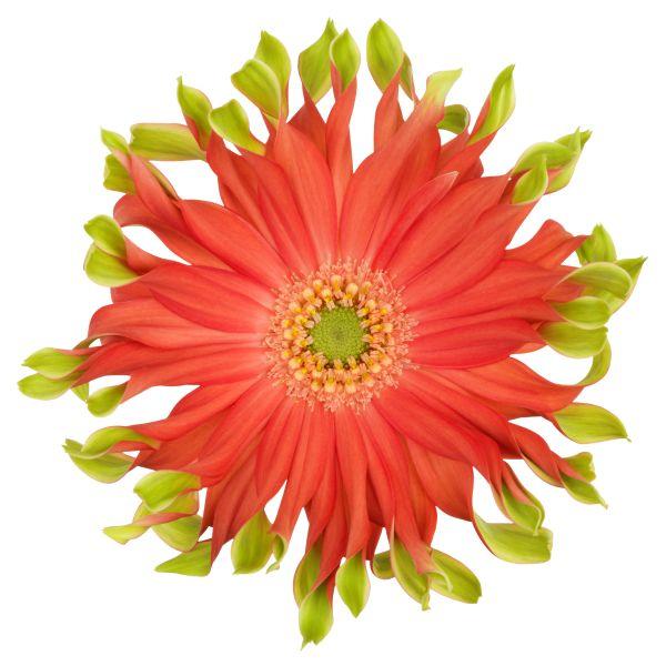 大輪の花が咲き、切り花として利用できる人気の品種です。カールしている花びらが特徴で、普通のまっすぐなガーベラよりも、動きのある表情になります。サイズ：3寸鉢（写真2枚目参照）※写真は見本です。実際のお届けの苗と大きさや姿が異なることがござい...