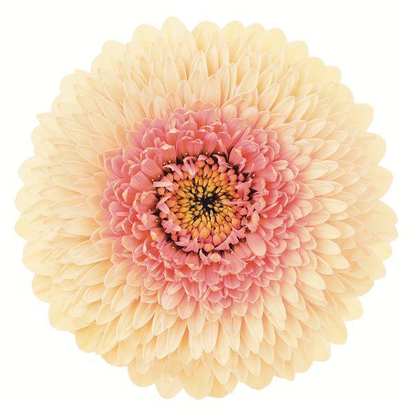 可愛らしい花が咲き、切り花として利用できる品種です。花持ちも良く、見た目の可愛らしさと実用性を兼ね備えたガーベラです。サイズ：3寸鉢（写真2枚目参照）※写真は見本です。実際のお届けの苗と大きさや姿が異なることがございます。※花はついておりま...