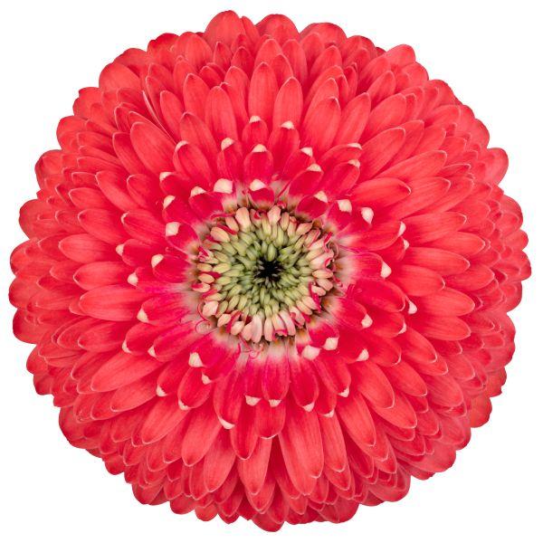 可愛らしい花が咲き、切り花として利用できる品種です。花持ちも良く、見た目の可愛らしさと実用性を兼ね備えたガーベラです。サイズ：3寸鉢（写真2枚目参照）※写真は見本です。実際のお届けの苗と大きさや姿が異なることがございます。※花はついておりま...