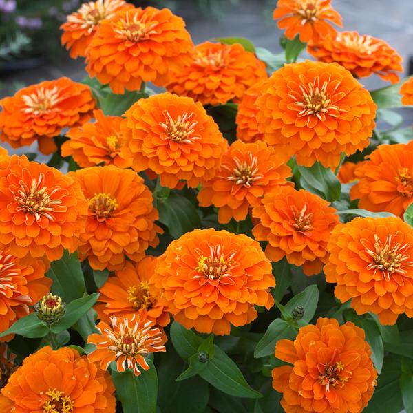 立体的で豪華な花形の巨大輪種です。花は10月ごろまで咲き、花を摘めば次の花が咲きます。花首も短く、暑い時期でも伸び上がらずコンパクトな草姿で見栄えの良い品種です。サイズ：3寸鉢（写真3枚目参照）※写真は見本です。実際のお届けの苗と大きさや姿...