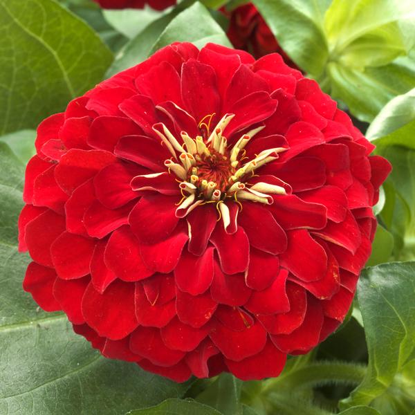 立体的で豪華な花形の巨大輪種です。花は10月ごろまで咲き、花を摘めば次の花が咲きます。花首も短く、暑い時期でも伸び上がらずコンパクトな草姿で見栄えの良い品種です。サイズ：3寸鉢（写真3枚目参照）※写真は見本です。実際のお届けの苗と大きさや姿...