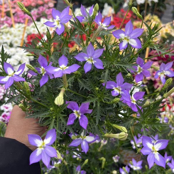 ブルーの星のような可愛いお花が咲きます！！真夏にも強く、晩秋まで長く花が咲きます！宿根草です。サイズ：3寸鉢※写真は見本です。実際のお届けの苗と大きさや姿が異なることがございます。※花はついておりません。