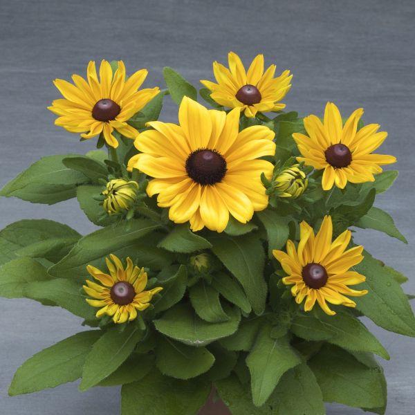 コンパクトで均整の取れた草姿に加え、鮮やかで澄んだオレンジ色の花が咲きます。中央の“目”には花粉がなく、常に清潔で美しい印象を保ちます。サイズ：3寸鉢（写真3枚目参照）※写真は見本です。実際のお届けの苗と大きさや姿が異なることがございます。...