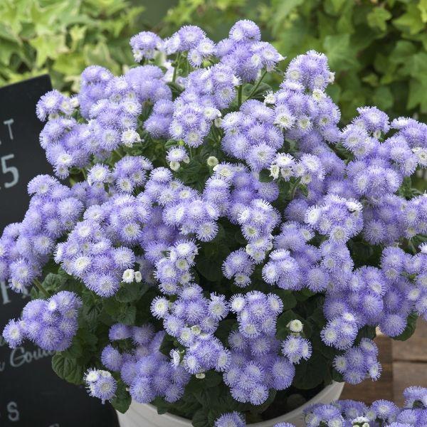 モコモコのかわいい花が咲く品種です。丈夫で育てやすく、よく分枝してたくさん花が咲きます。サイズ：3寸鉢（写真3枚目参照）※写真は見本です。実際のお届けの苗と大きさや姿が異なることがございます。※花はついておりません。※登録品種につき、販売目...
