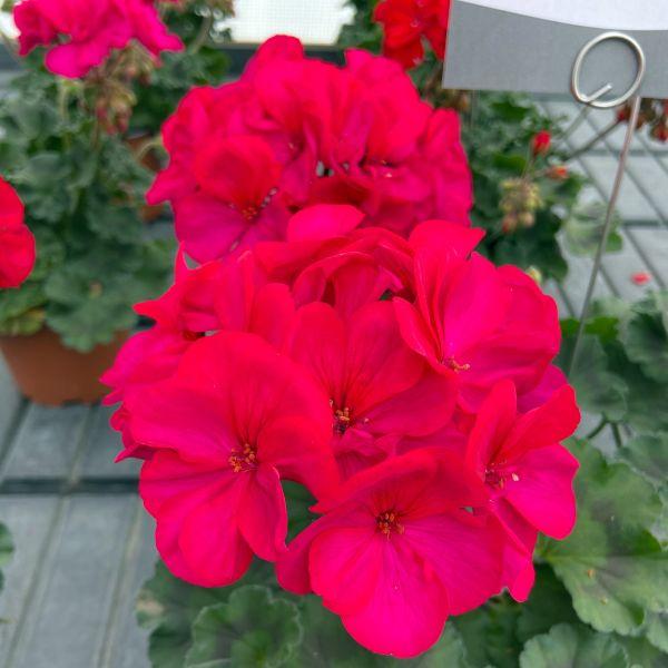 普通の品種に比べて強健で病気に強く育てやすいゼラニウムです。大輪の花がたくさんつき、ボリュームがあります。サイズ：3寸鉢※写真は見本です。実際のお届けの苗と大きさや姿が異なることがございます。※花はついておりません。※登録品種につき、販売目...