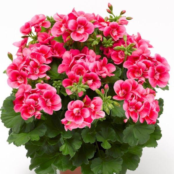 コンパクトな株姿でたくさんの花が咲くゼラニウムです。サイズ：3寸鉢※写真は見本です。実際のお届けの苗と大きさや姿が異なることがございます。※花はついておりません。※登録品種につき、販売目的での増殖は禁じられております。