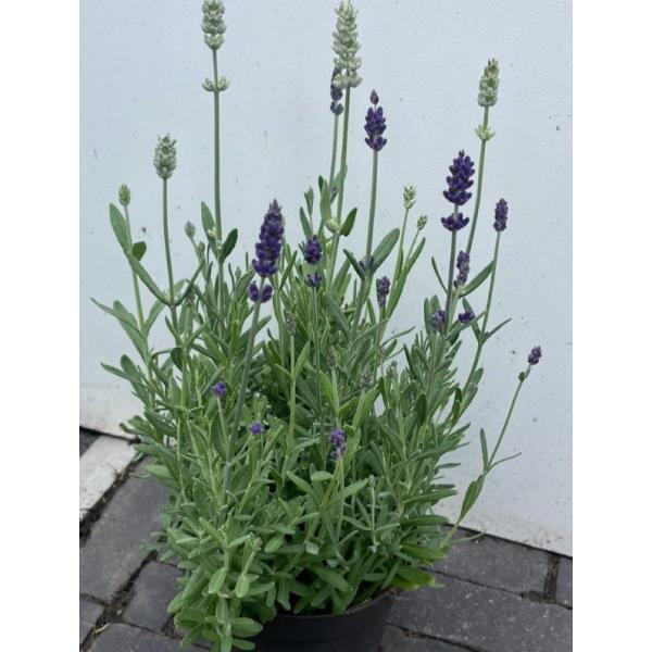 白とラベンダーブルーの2色咲きの苗です。生長がはやく、6月には株ができ、開花します。サイズ：3寸鉢（写真2枚目参照）※写真は見本です。実際のお届けの苗と大きさや姿が異なることがございます。※花はついておりません。