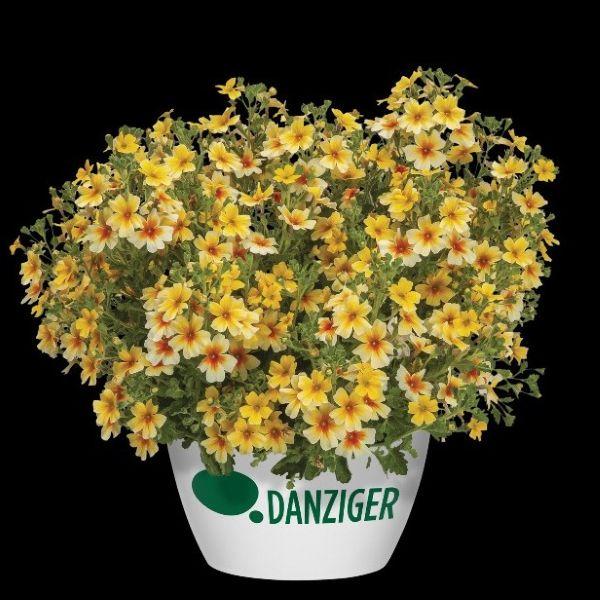 よく分枝し、小さな花を株いっぱいに咲かせます。鉢植えや花壇に人気の品種です。サイズ：3寸鉢（写真3枚目参照）※写真は見本です。実際のお届けの苗と大きさや姿が異なることがございます。※花はついておりません。※登録品種につき、販売目的での増殖は...